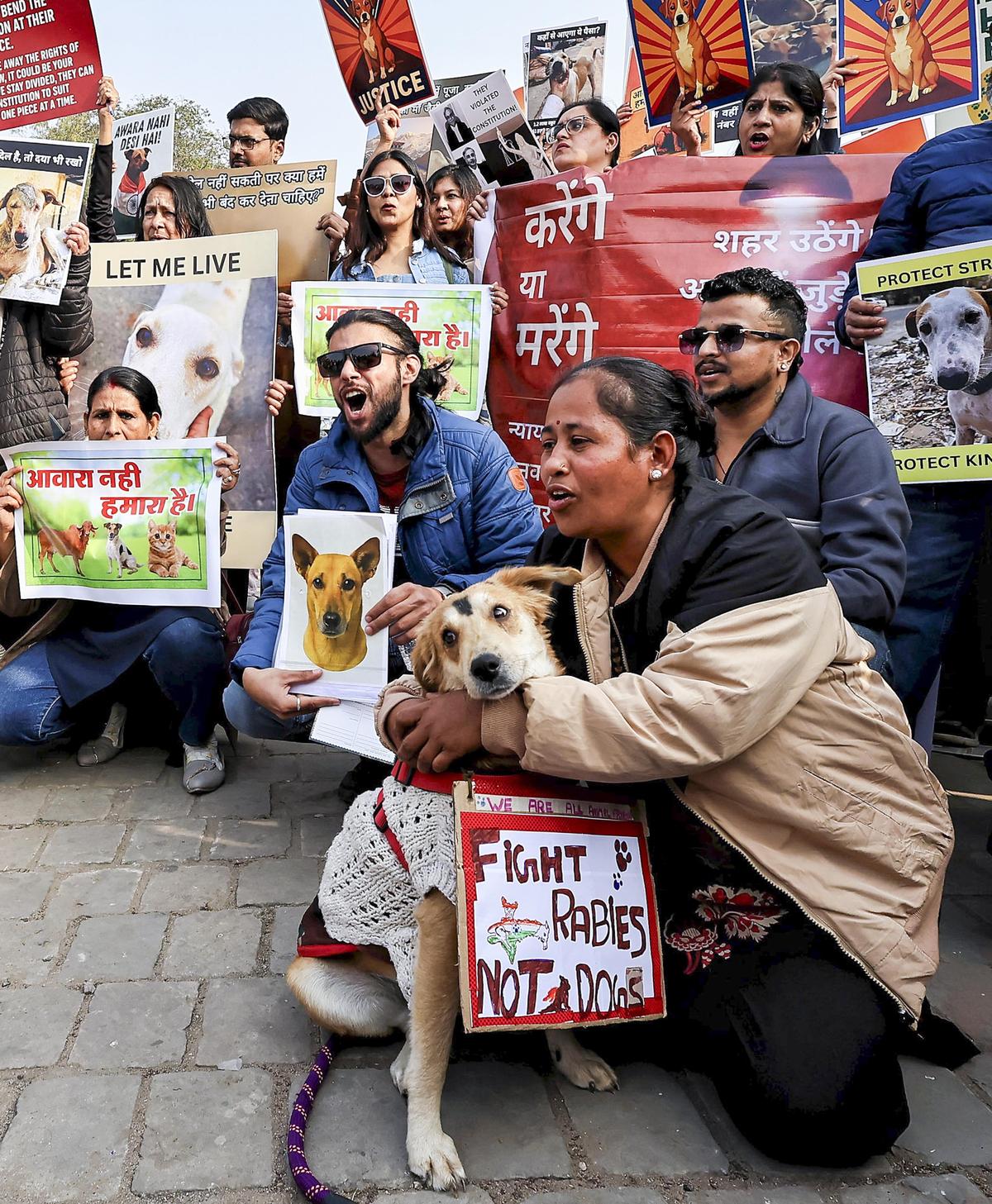 Can India adopt a humane solution to stray dogs issue? - The Hindu