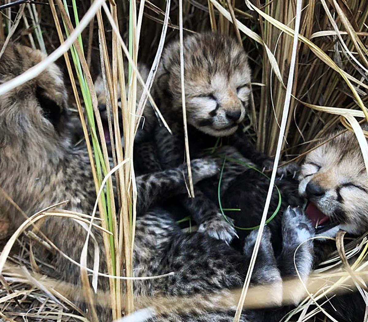 Project Cheetah, a year on - The Hindu