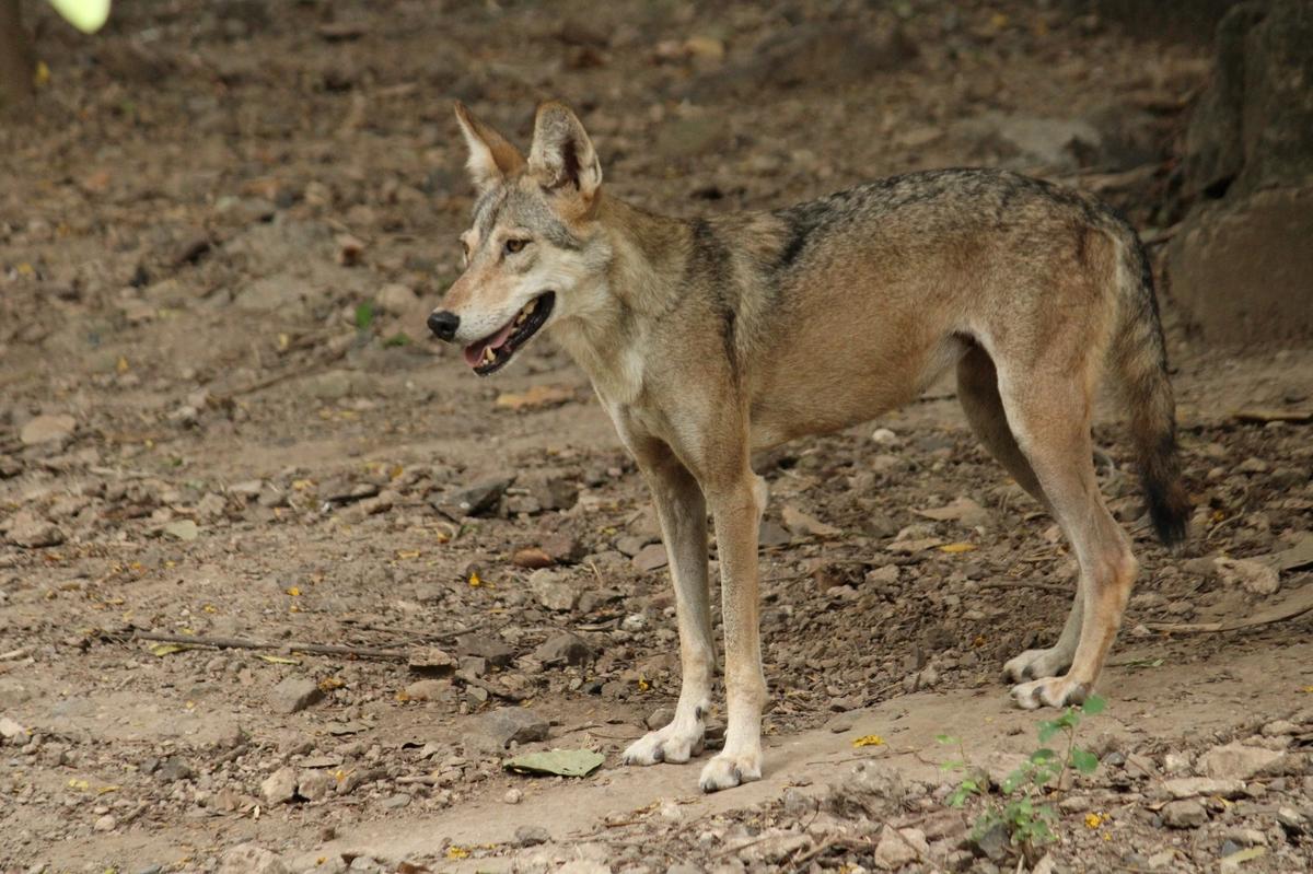 Comb Ducks, Asiatic Lioness among new additions to Pilikula Biological ...