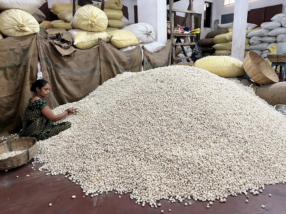 Makhana cultivation in Bihar | Running on vegetable protein - The Hindu