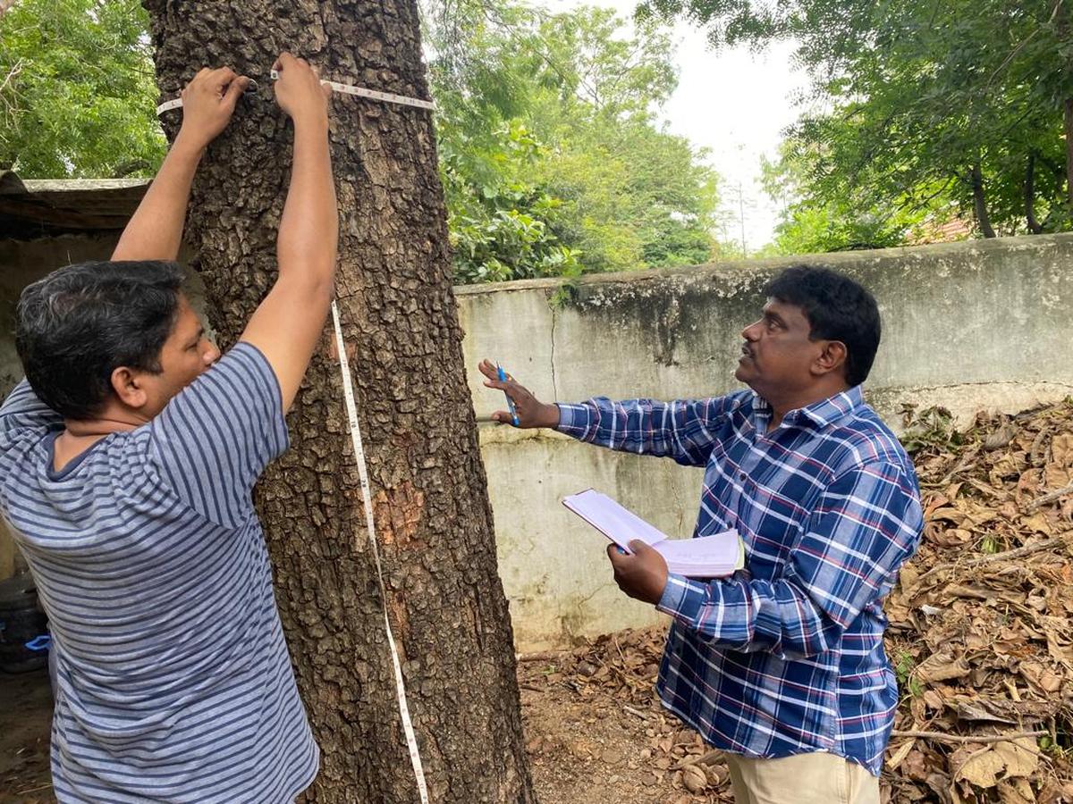 Red sanders growers in Telangana feel the blues - The Hindu