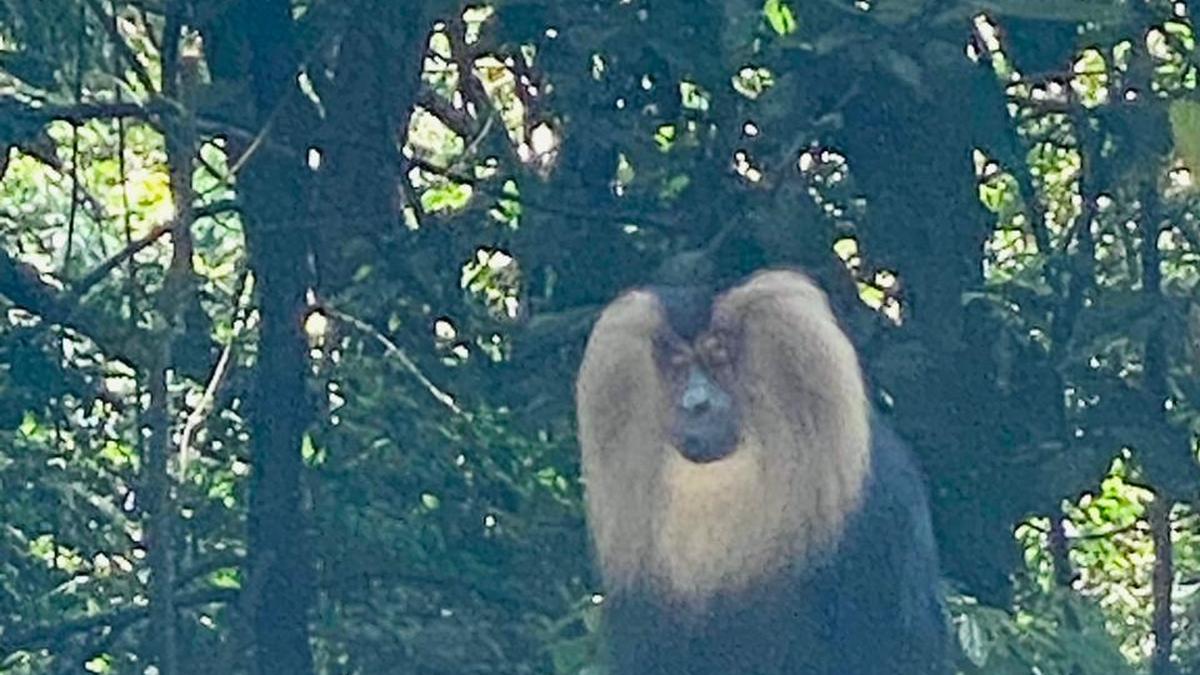 Conservationists call for study after rare spotting of lion-tailed ...