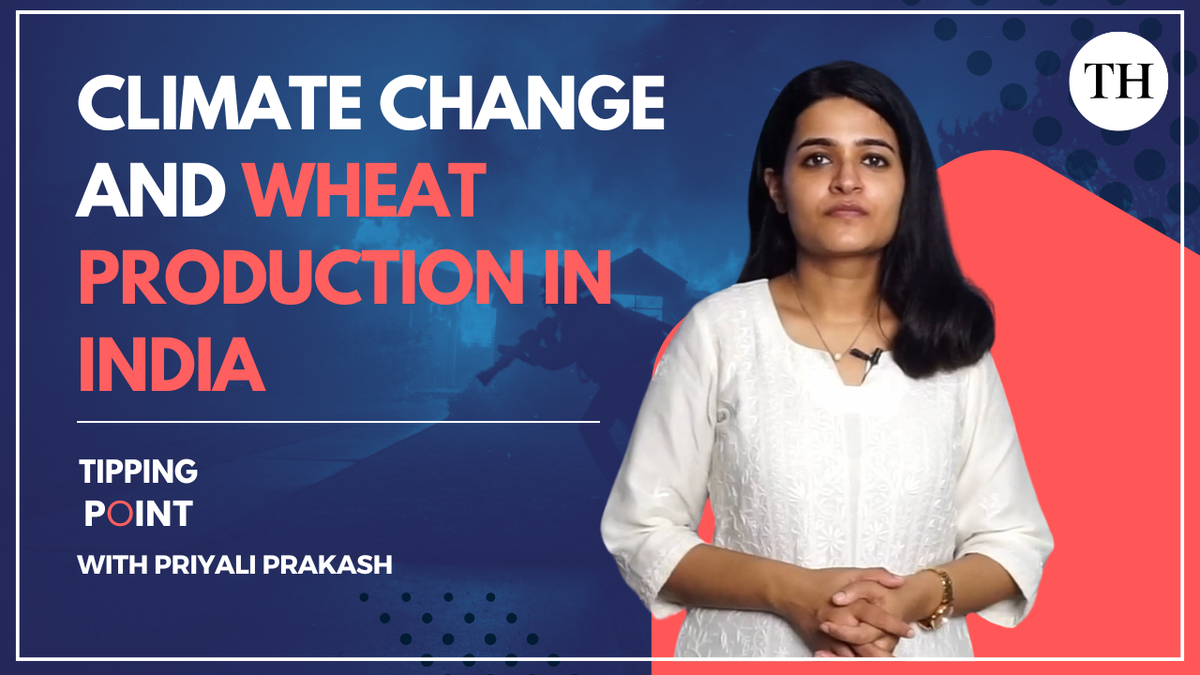 Tipping Point: Climate change threatens India’s wheat production - The ...