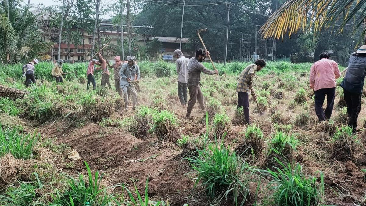 KVASU lines up a green army - The Hindu