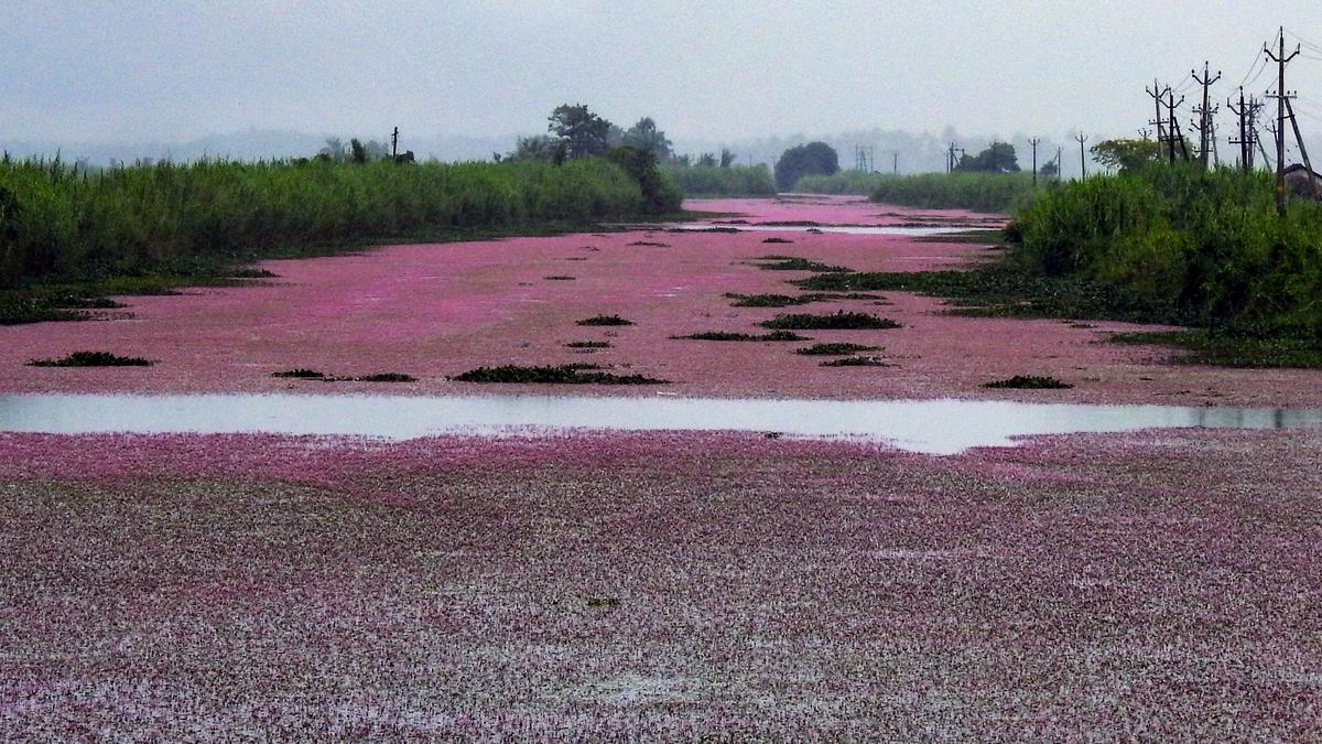 Kole wetlands of Kerala face threat of alien plants - The Hindu