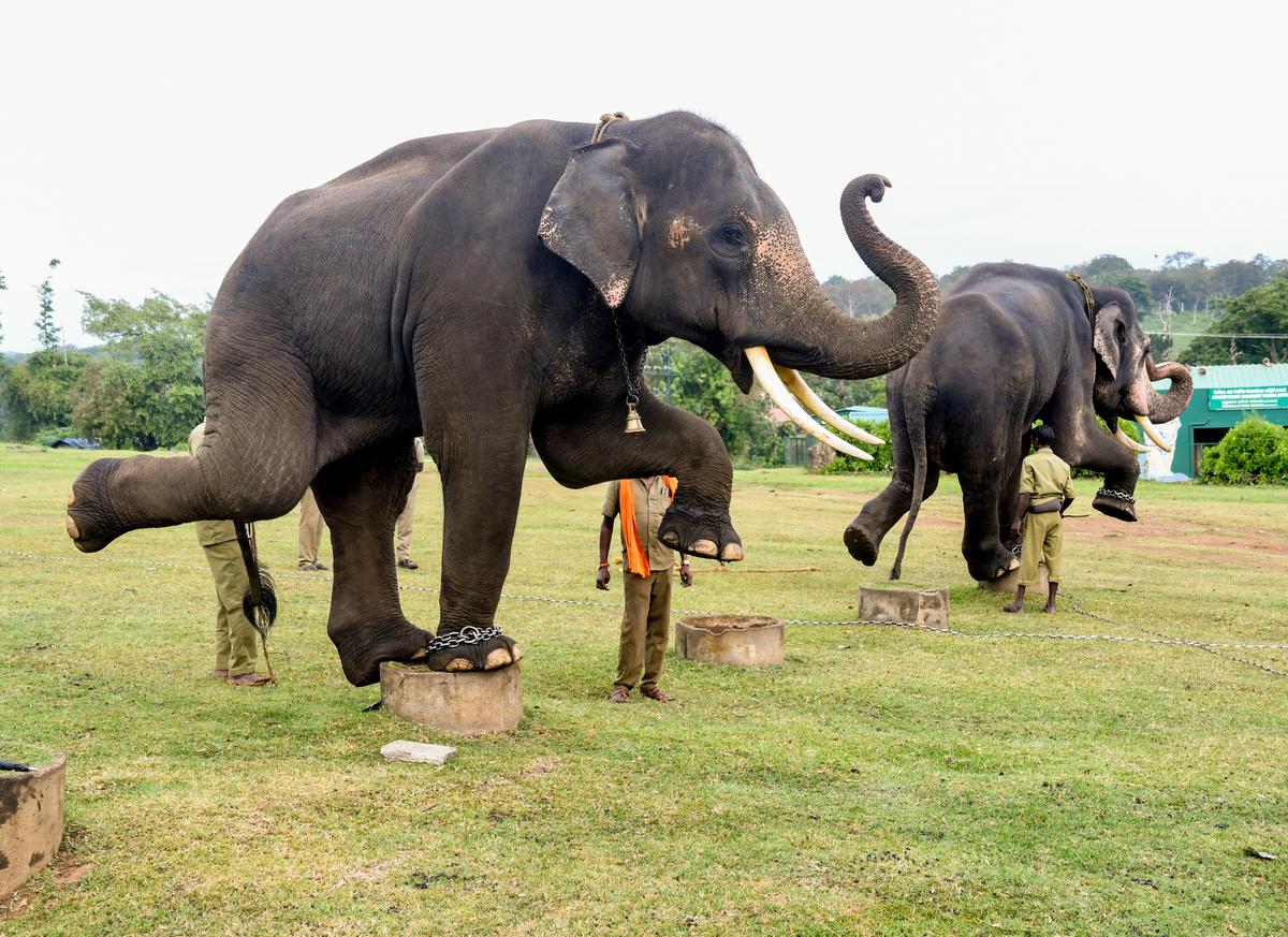 In Frames | Elephant tales - The Hindu