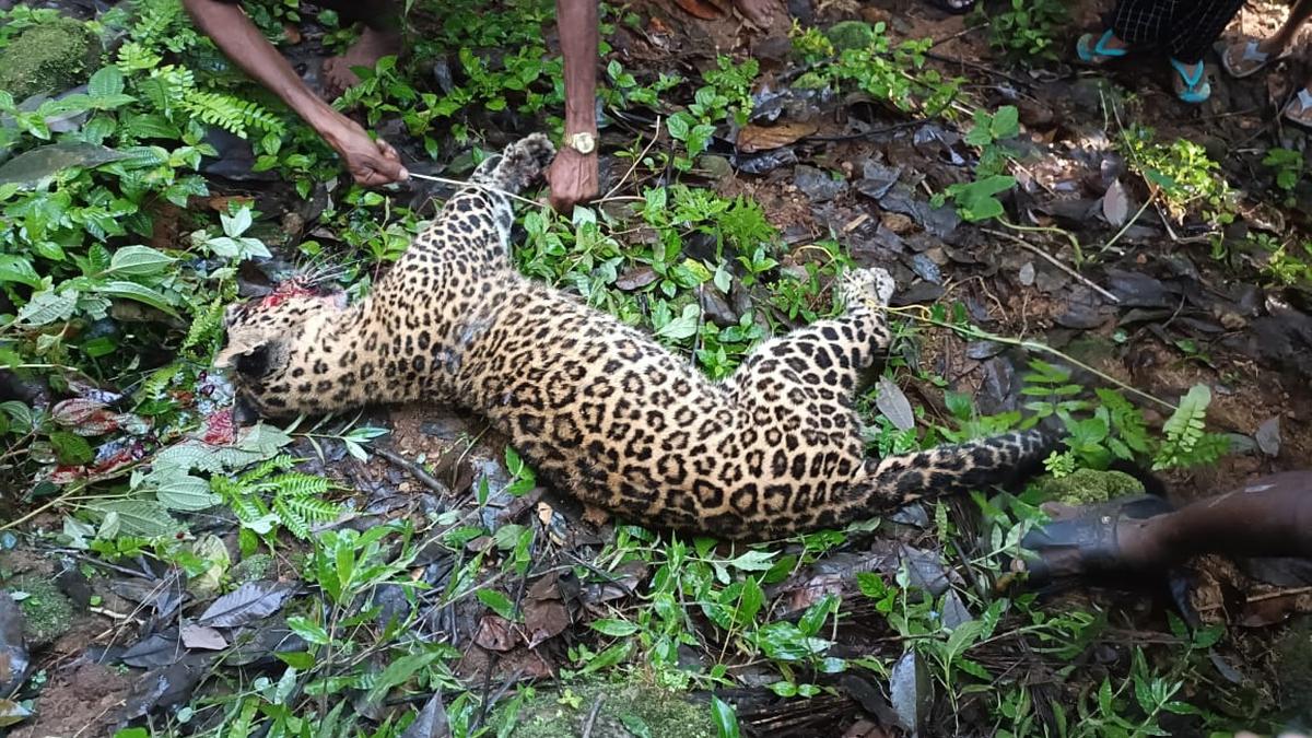 Leopard death adds to NH-44 toll - The Hindu