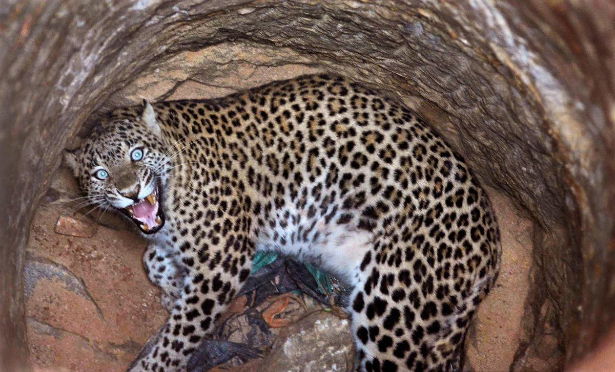 Column | The leopard is far more visible now with 65% of the population ...