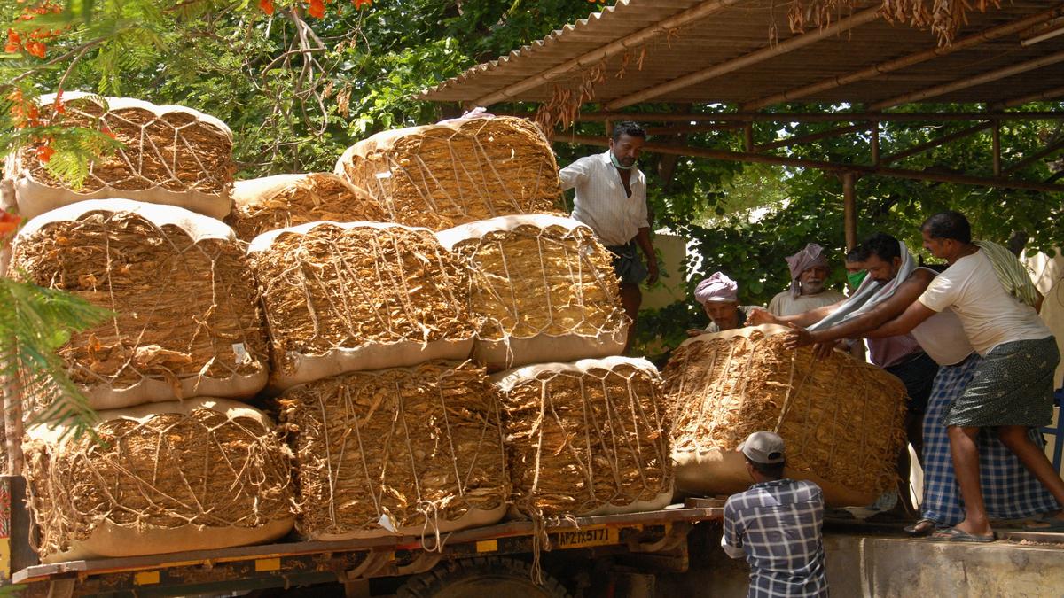 Andhra Pradesh: Tobacco farming back in favour as farmers get record ...