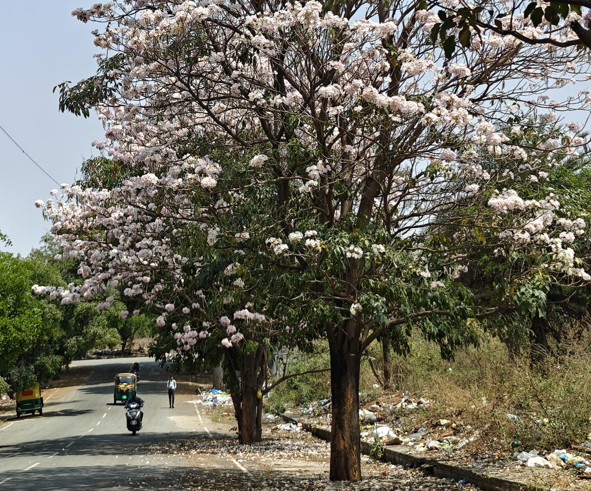 Tabebuia blooms carpet Bengaluru in pale hues of pink and yellow - The ...
