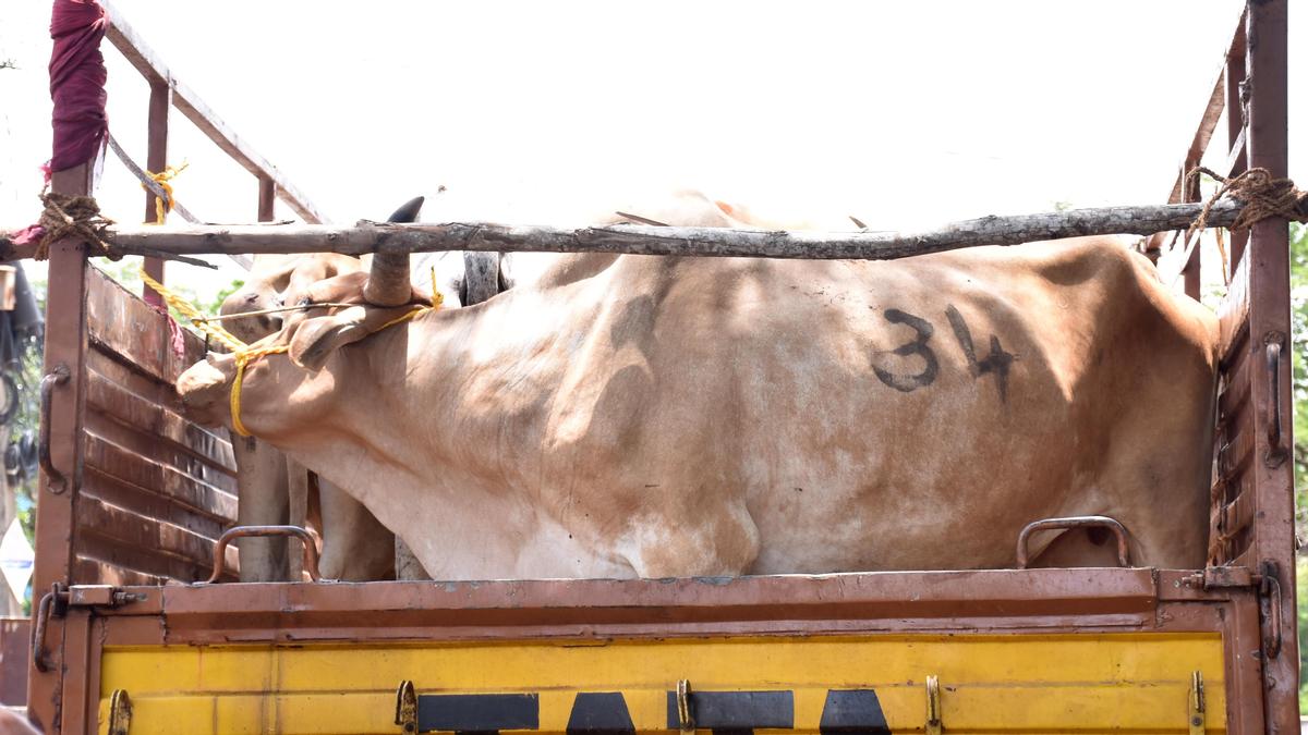 Four booked for illegal cow transport, accused alleges assault - The Hindu