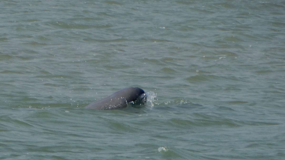 Dolphin census begins at Odisha coast - The Hindu