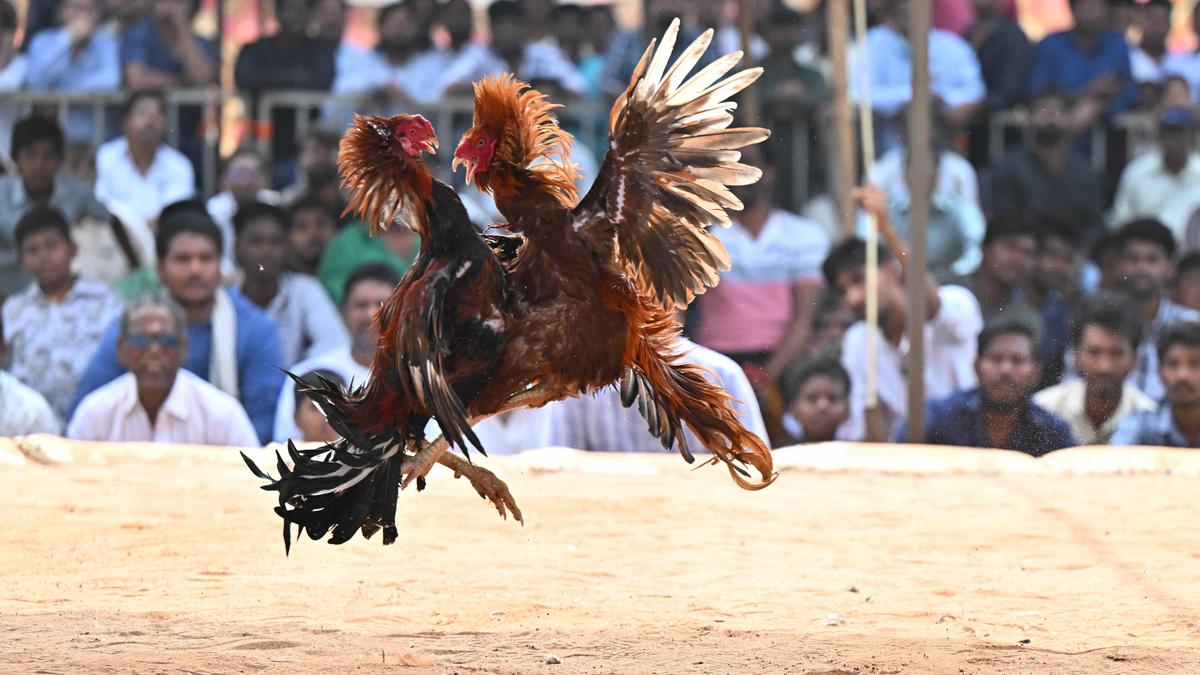 Despite ban, high-stake rooster fights thrive during Sankranti in ...