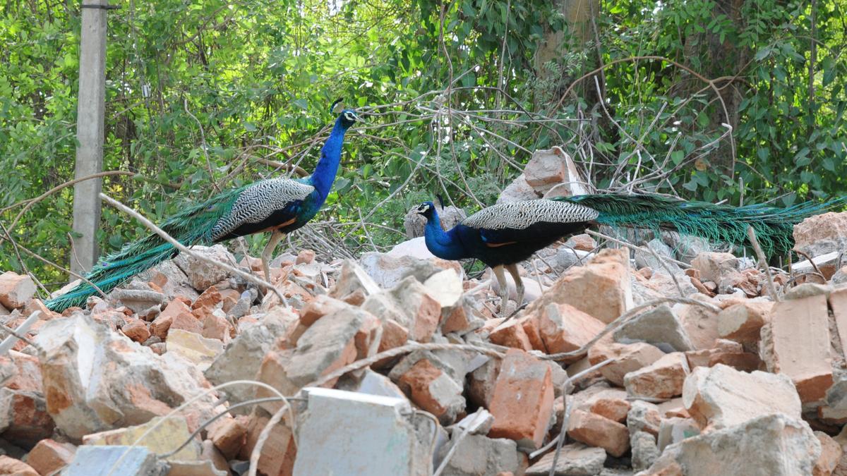 Study links increasing peafowl population to drop in natural predators ...