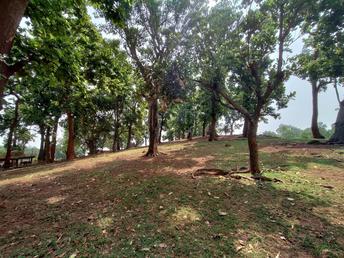 Being Sarna: a fight to define tribal identity in Jharkhand - The Hindu