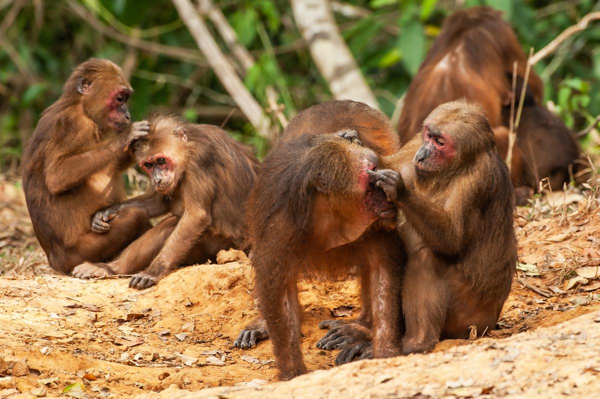 Gaining the trust of stump-tailed macaques - The Hindu