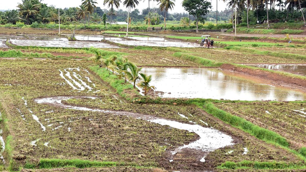 Crops on 473 ha lost owing to excess rain in Mysuru district - The Hindu