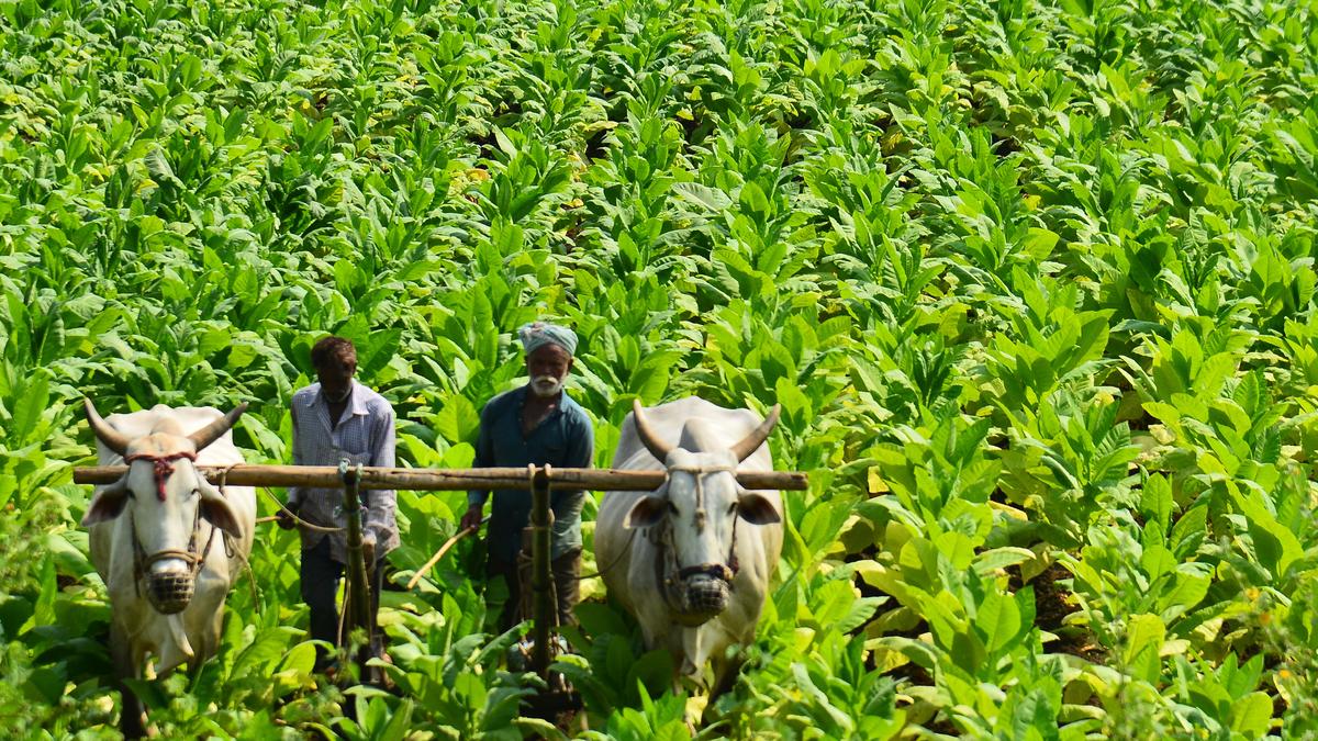 Some damage to rabi crops due to unseasonal rains; yet to receive full ...