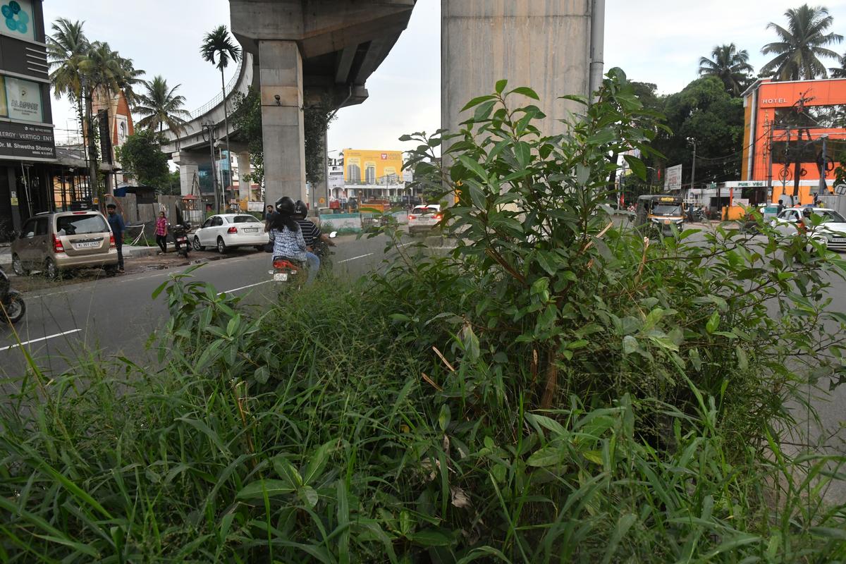Medians beneath Kochi metro viaduct to turn pineapple patches - The Hindu