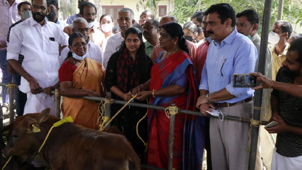 Second phase of indigenous cow hub project launched - The Hindu