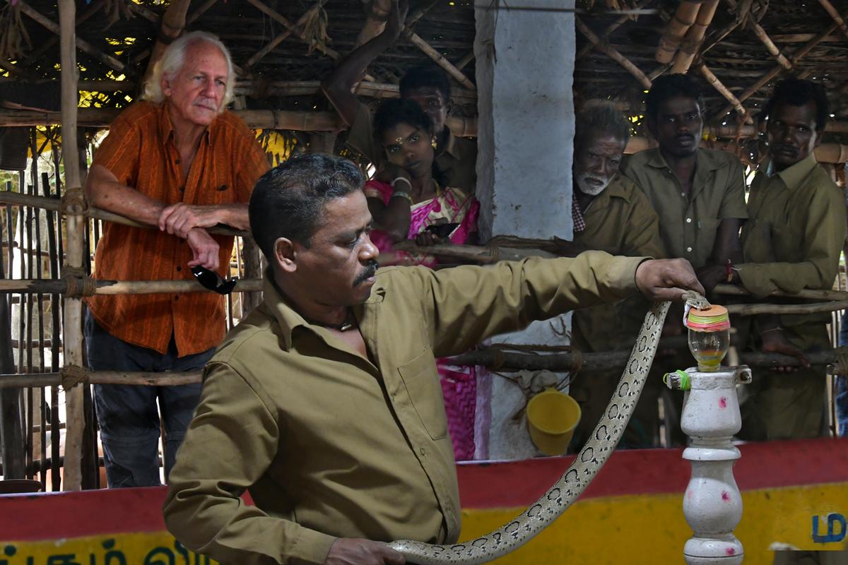 Snakebite capital | What India must get right - The Hindu