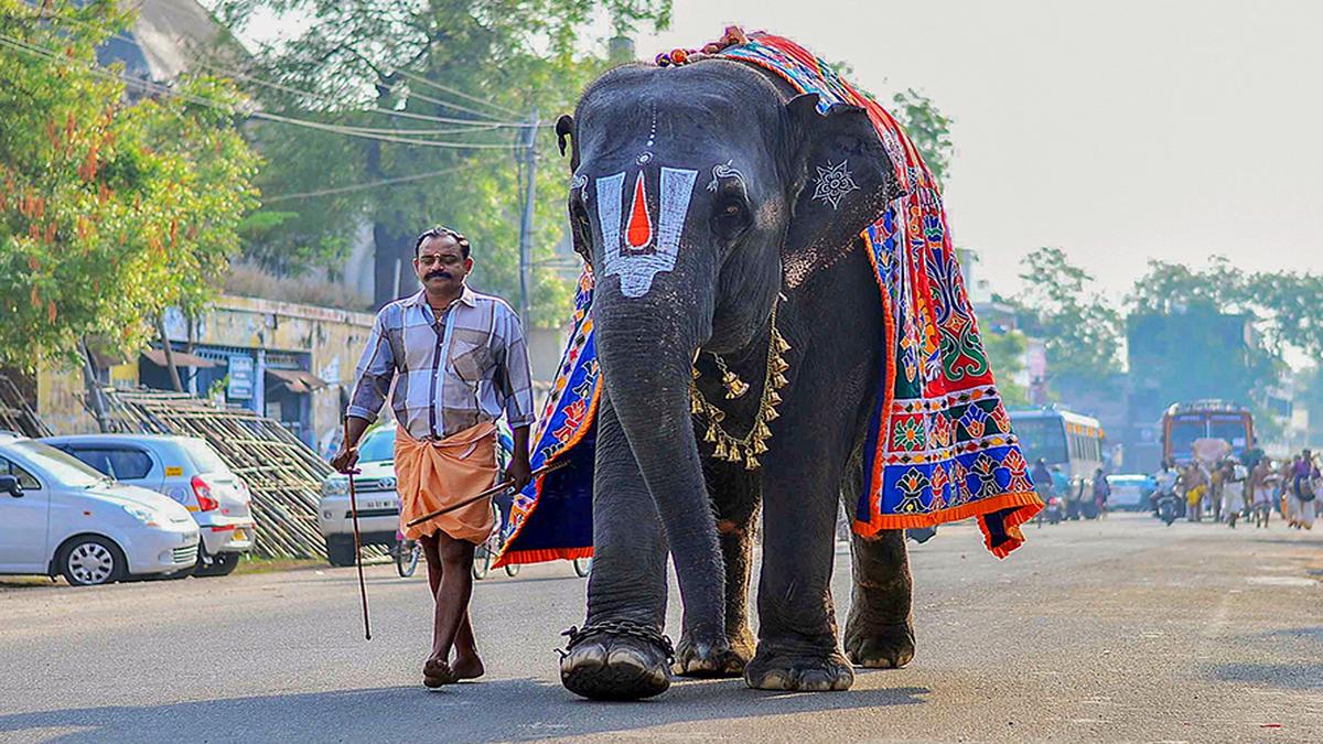 Assam elephant being abused again in T.N. temple: PETA - The Hindu