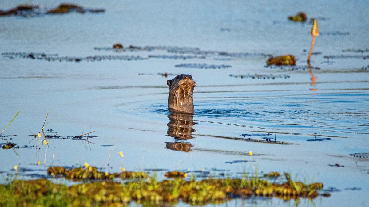 Sighting Indian Otters in landlocked Malyadi bird sanctuary of Kundapur ...