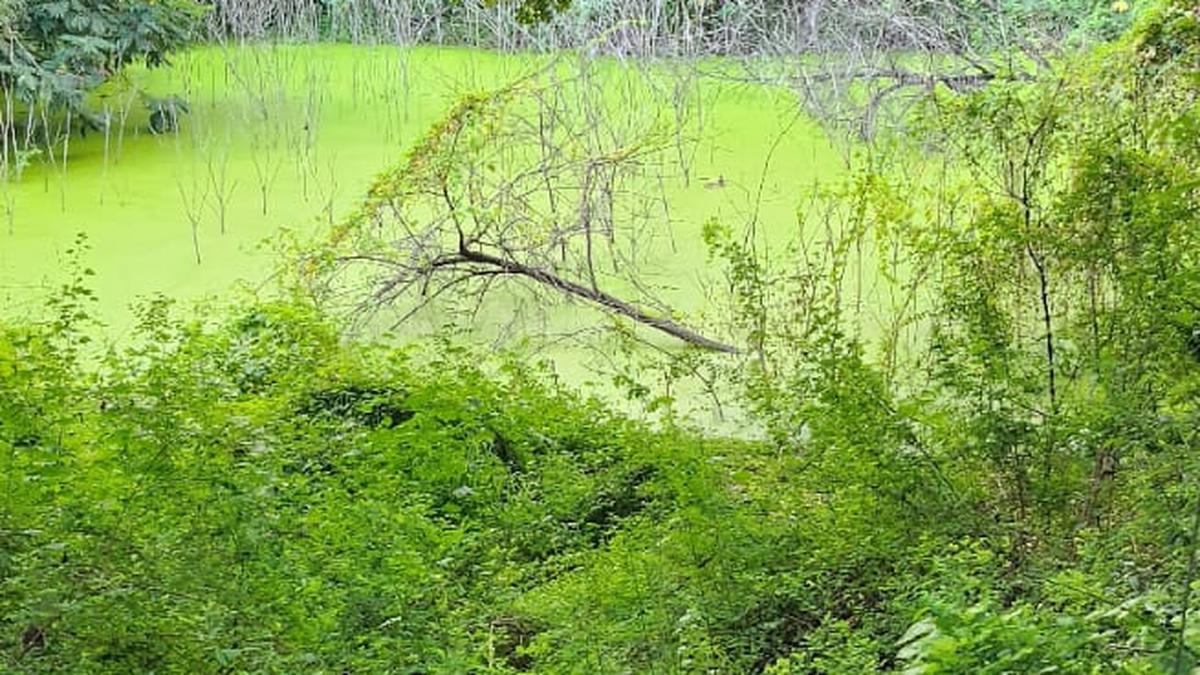 The ponds that come to a neighbourhood’s rescue - The Hindu