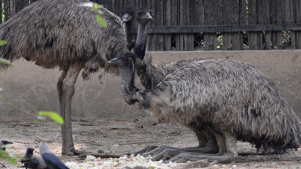 What is avian flu, the disease afflicting viral TikTok emu Emmanuel ...