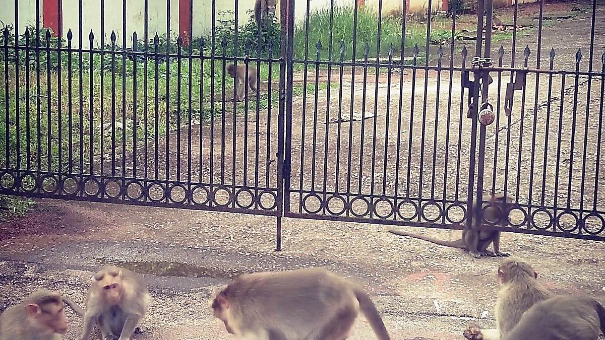 Monkeys go on a rampage in Sasthamcotta - The Hindu