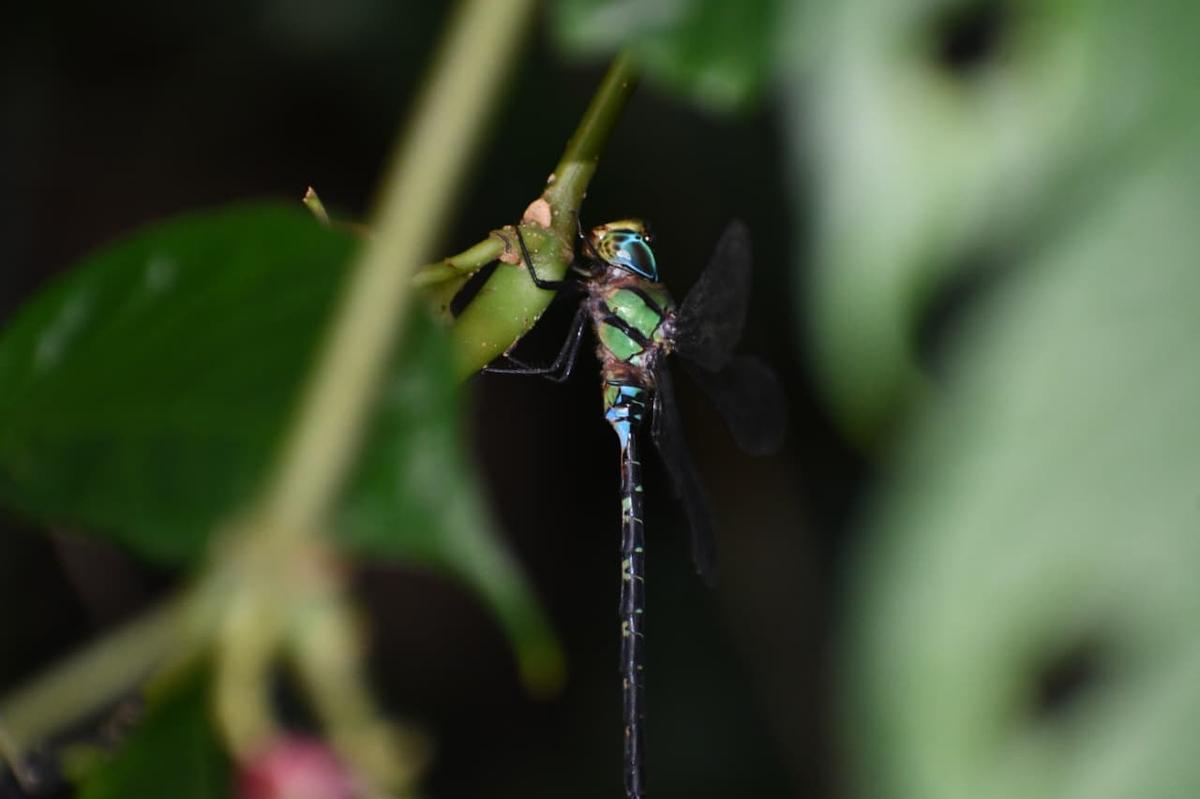 Rare dragonfly resurfaces in Arunachal after 110 years - The Hindu