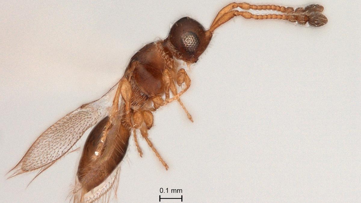 New genus of parasitoid wasp discovered - The Hindu