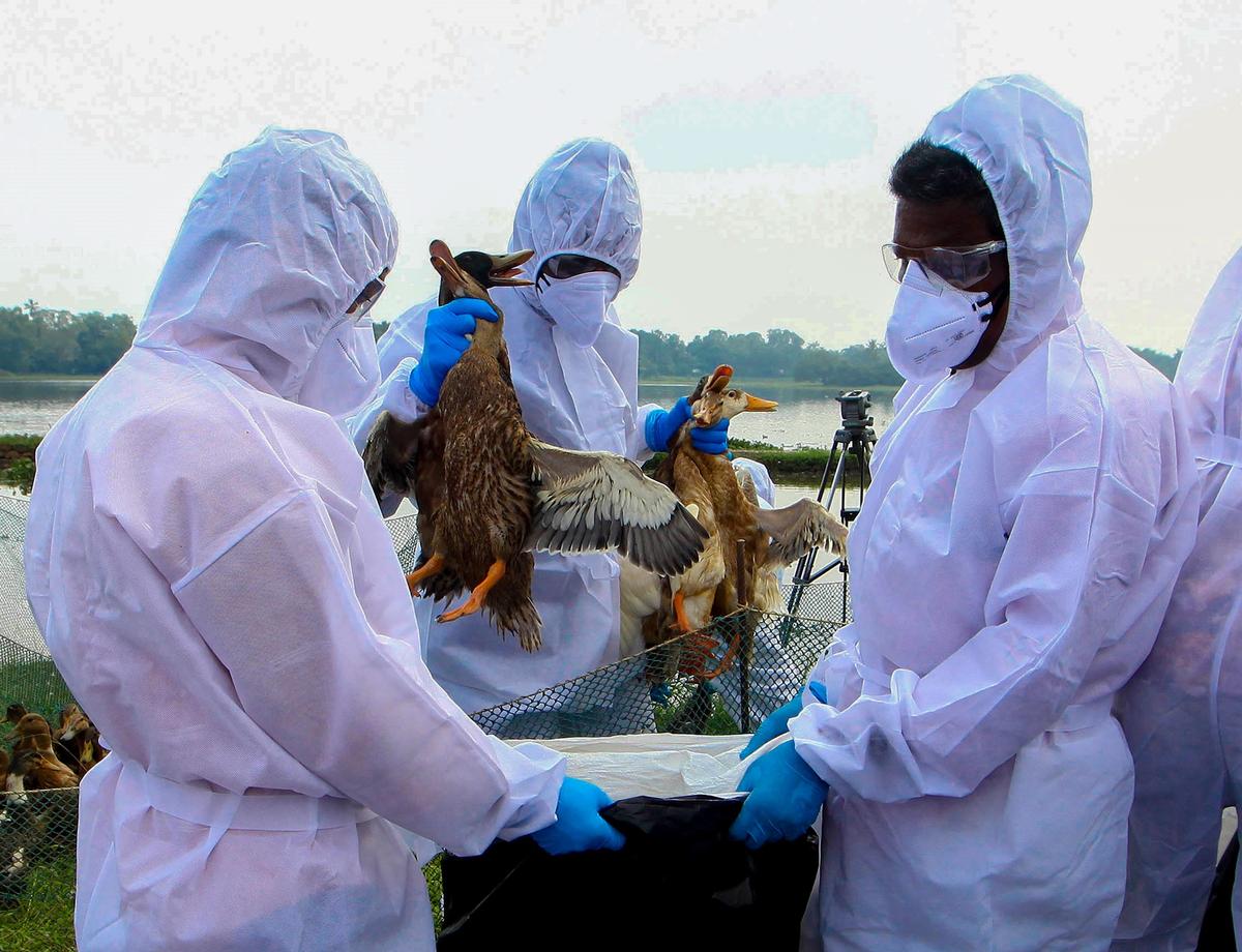 Culling of birds begins in Alappuzha - The Hindu