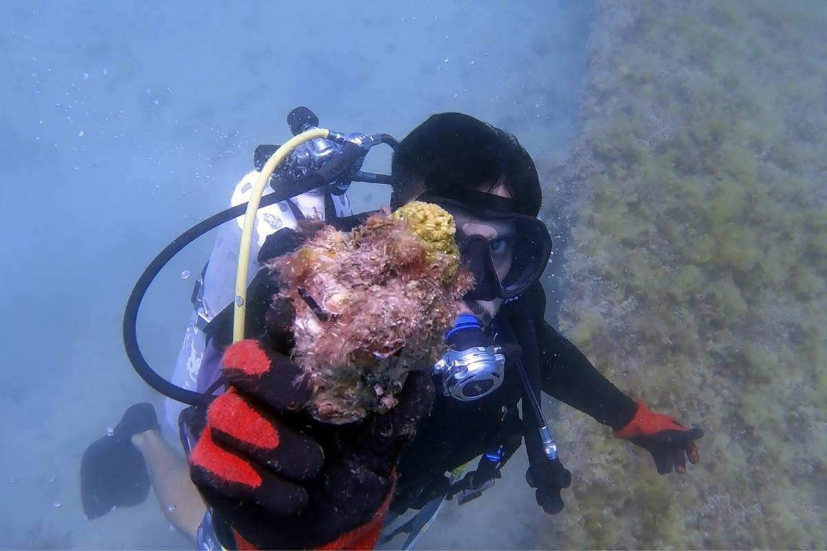 To restore reefs dying in warming seas, UAE turns to coral nurseries ...