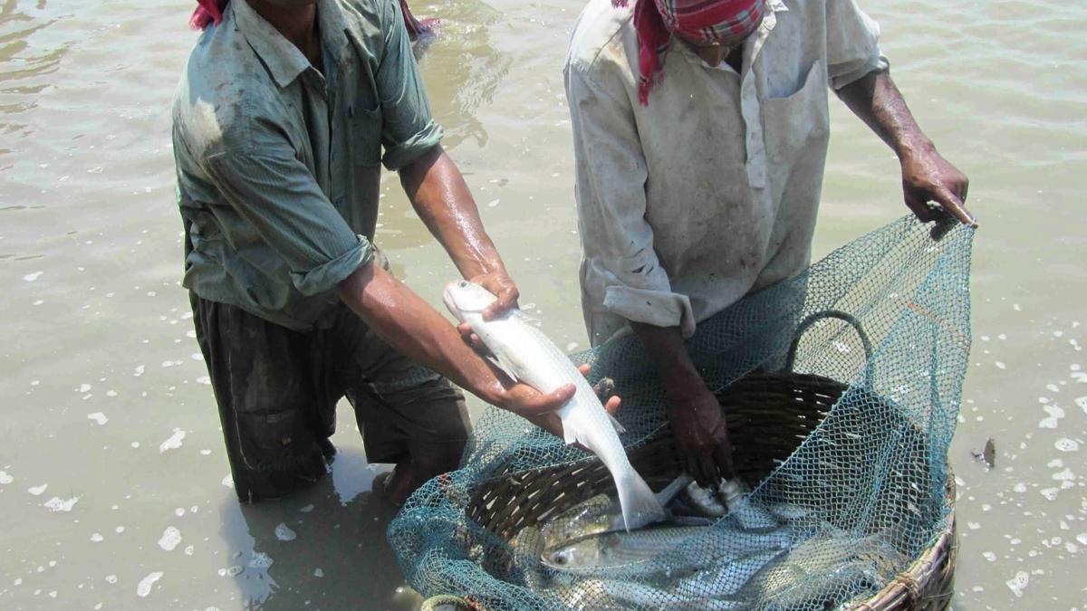 CIBA decodes whole genome of grey mullet fish - The Hindu