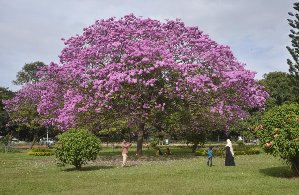 Cubbon Park: The fulcrum of Bengaluru’s life - The Hindu