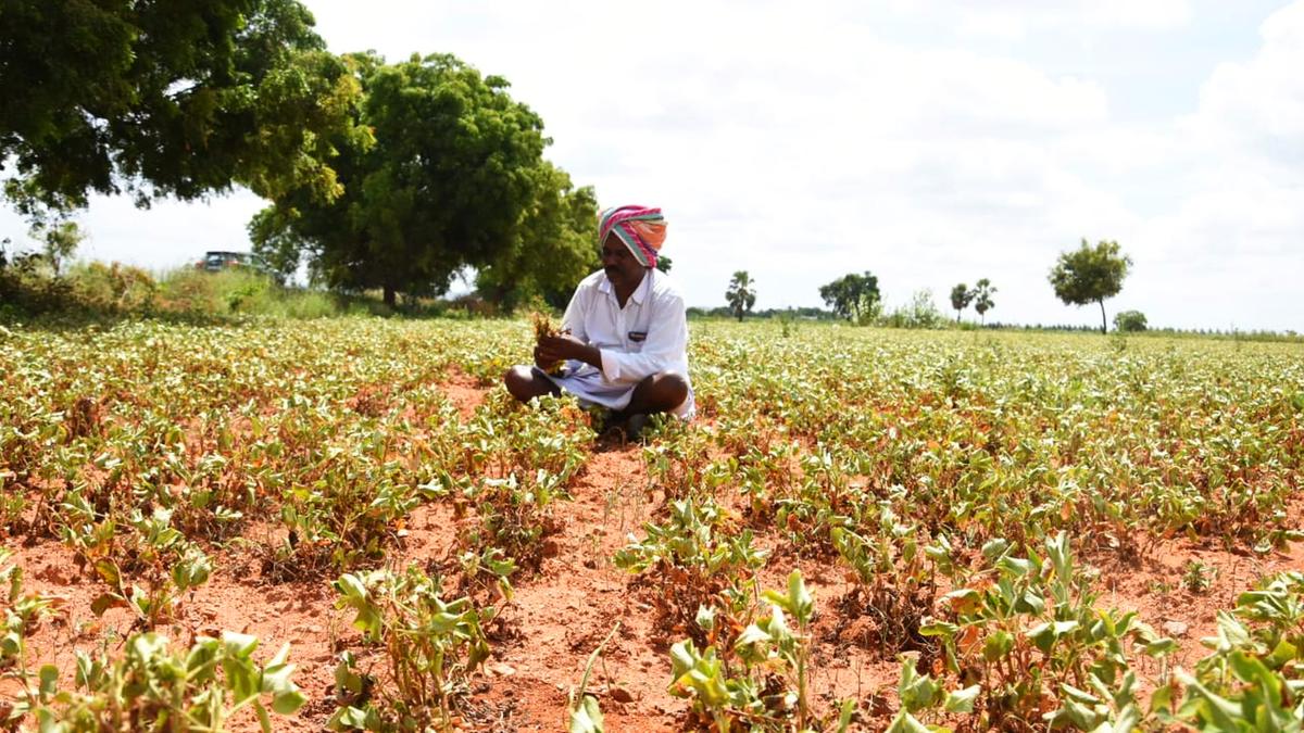 Groundnut cultivation dwindling in Andhra Pradesh - The Hindu