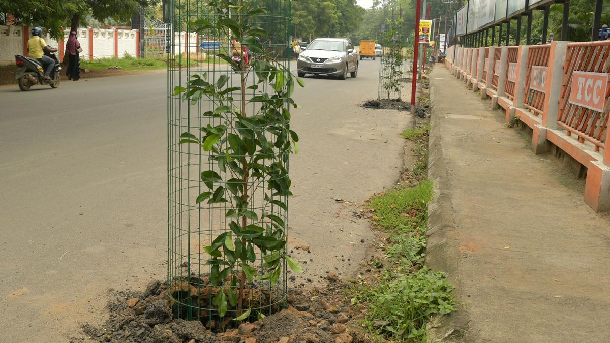 Digging of newly laid roads for planting of trees draws flak - The Hindu