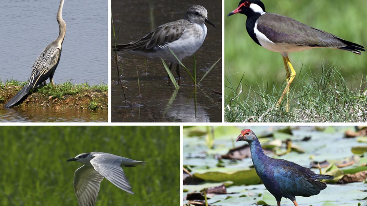 Survey records 72 bird species at Nooranad