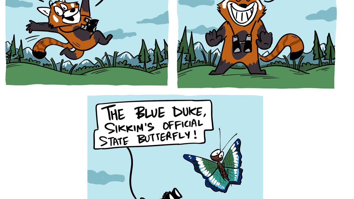 Sikkim state butterfly is blue duke green humour cartoon by rohan ...