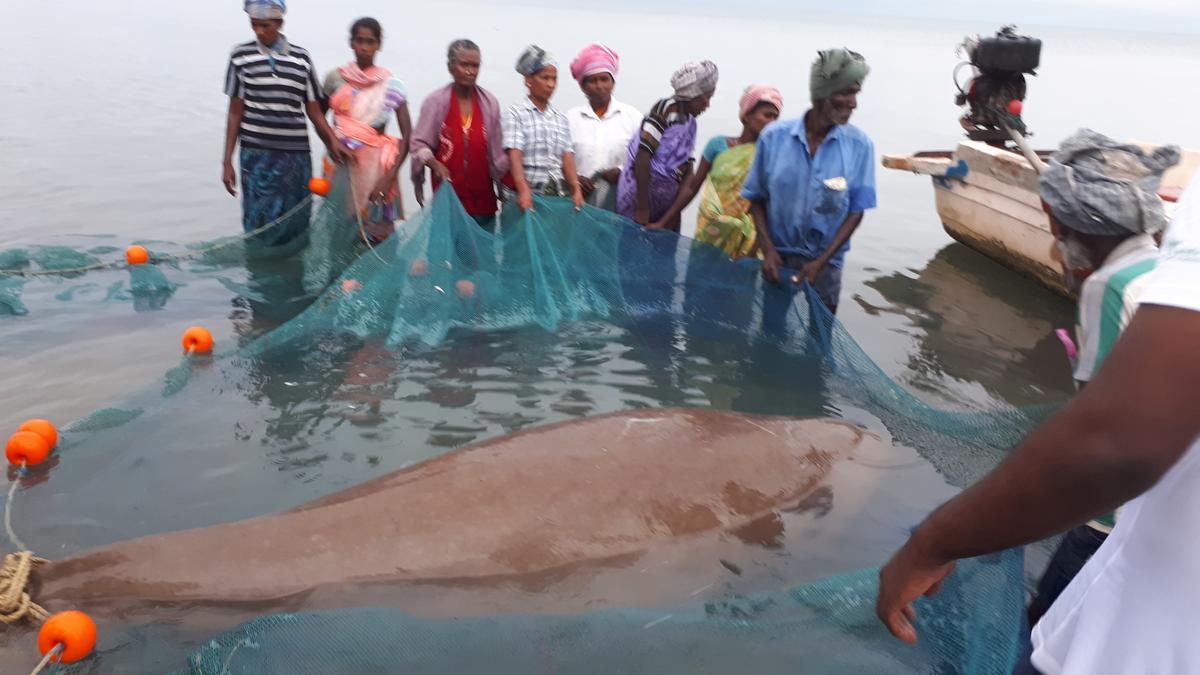 Taking the lead in saving the sea cows that battle for survival - The Hindu