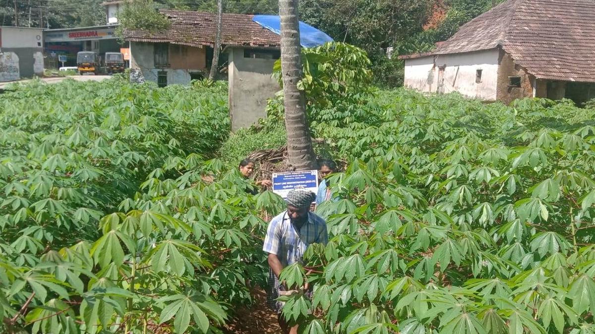 Tapioca Plant In Kerala 4,900+ Tapioca Tree Stock Photos, Pictures