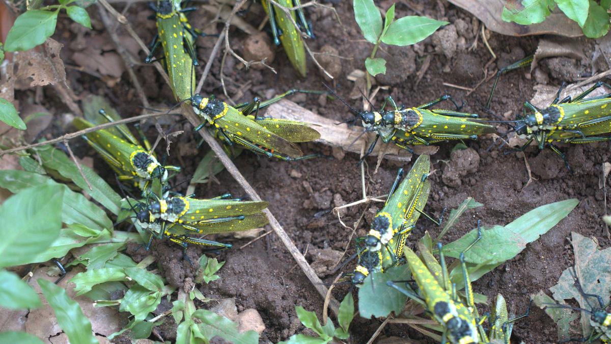 After snails, farmers in Idukki battling spotted locust infestation; experts say change in ...
