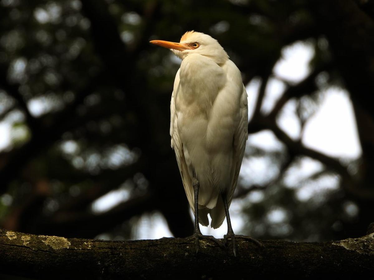 Birds and birders of Bengaluru - The Hindu