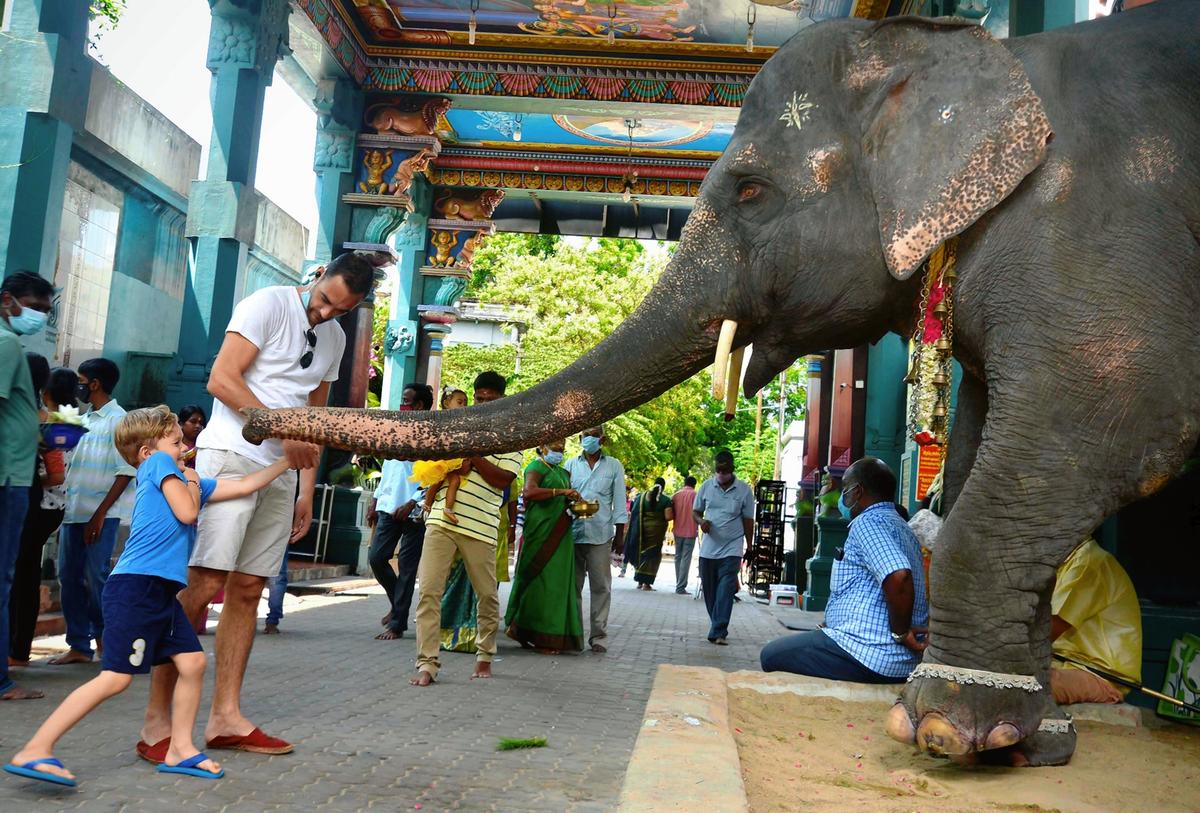 Sacred and shackled: Tamil Nadu’s temple elephants - The Hindu