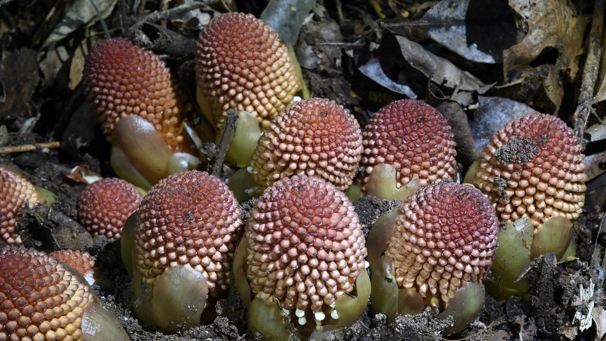 with photo - Upper Nilgiris sees blooming of rare root parasite plant ...