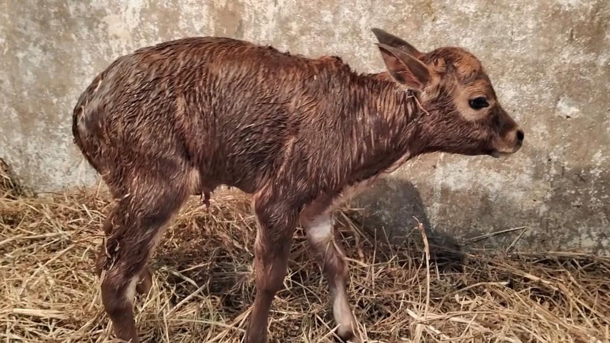 In a first, Vechur cow from frozen IVF embryo born at Mattupetty farm ...