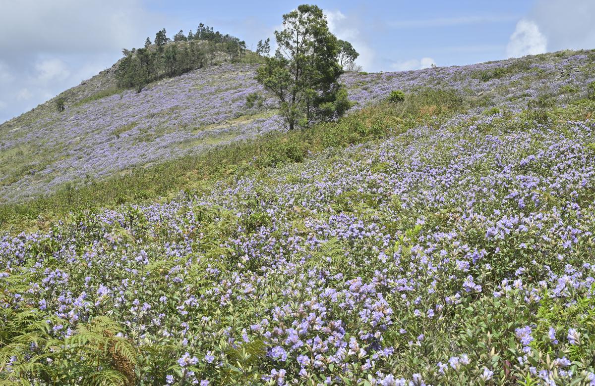 nilgiri flora