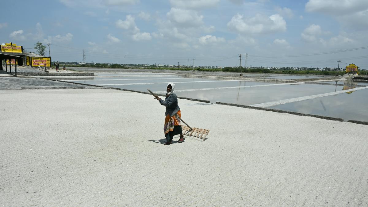 Unseasonal rainfall disrupts salt production in Thoothukudi - The Hindu