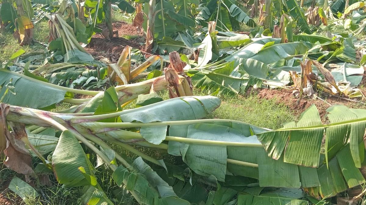 Operation to capture wild elephant in Erode district’s Talavadi Hills to resume after kumkis ...